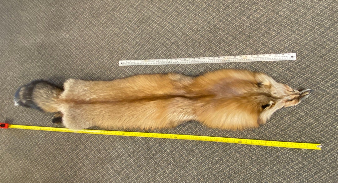 MONSTER Ranch Red Fox Hide Tanned Fur Pelt #1 Select Grade HUGE 71" XXL ...