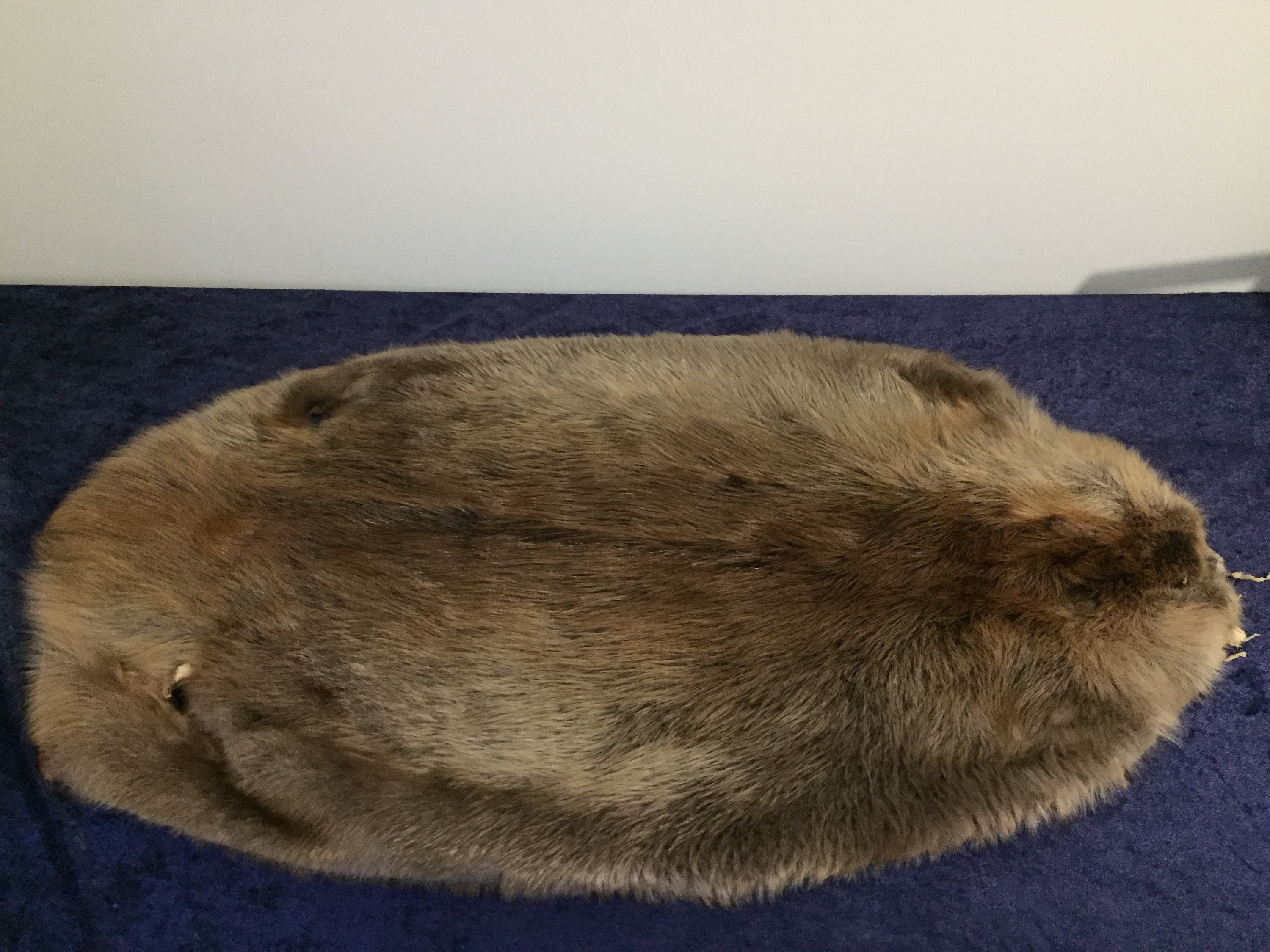 Tanned Fur - Beaver Hides Winter Prime Pelts - Large / Extra Large L/XL ...