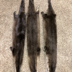 Tanned Fur - River Otter Hides - Etsy