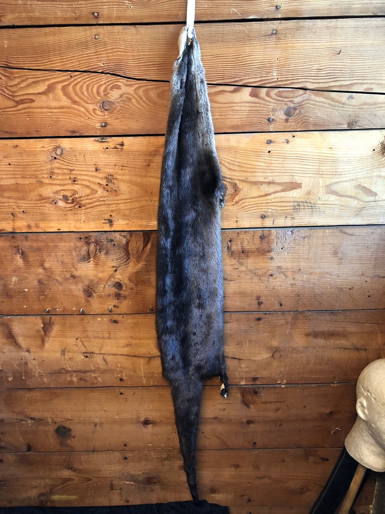 Tanned Fur - River Otter Hides - Etsy
