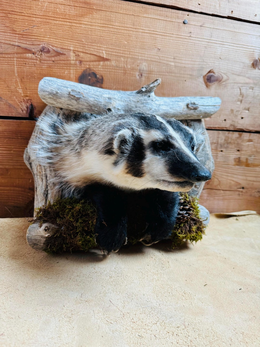 Authentic Taxidermy Shoulder Mounts Rustic Western Decor Choice Badger ...