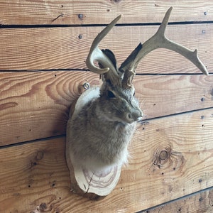 Jack-a-lope Taxidermy Mount - Rabbit Deer Hydrid Shoulder Mount ...