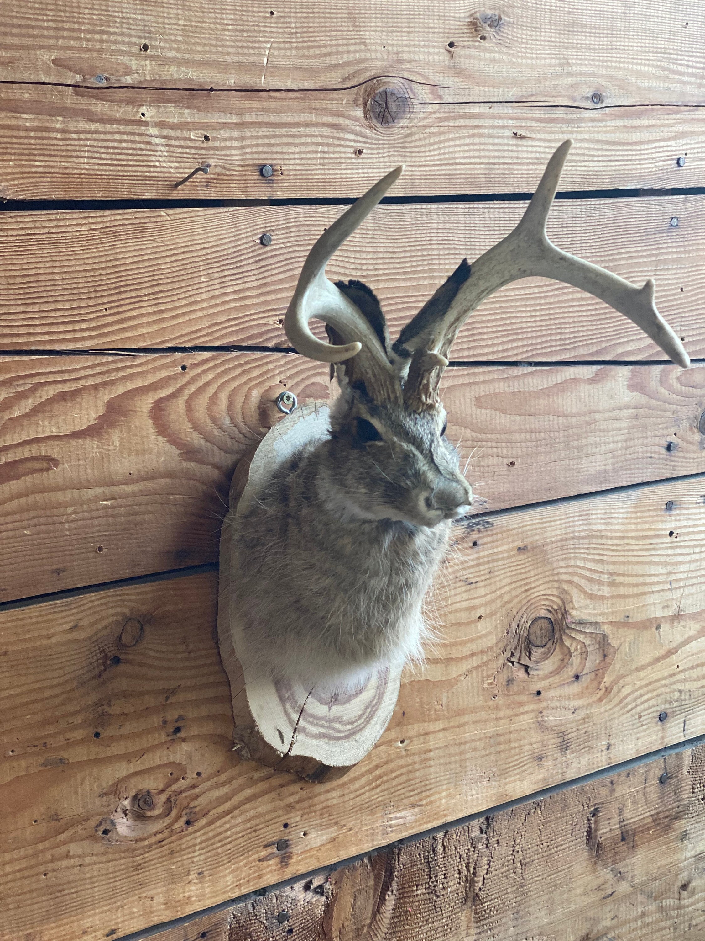 Jack-a-lope Taxidermy Mount Rabbit Deer Hydrid Shoulder - Etsy