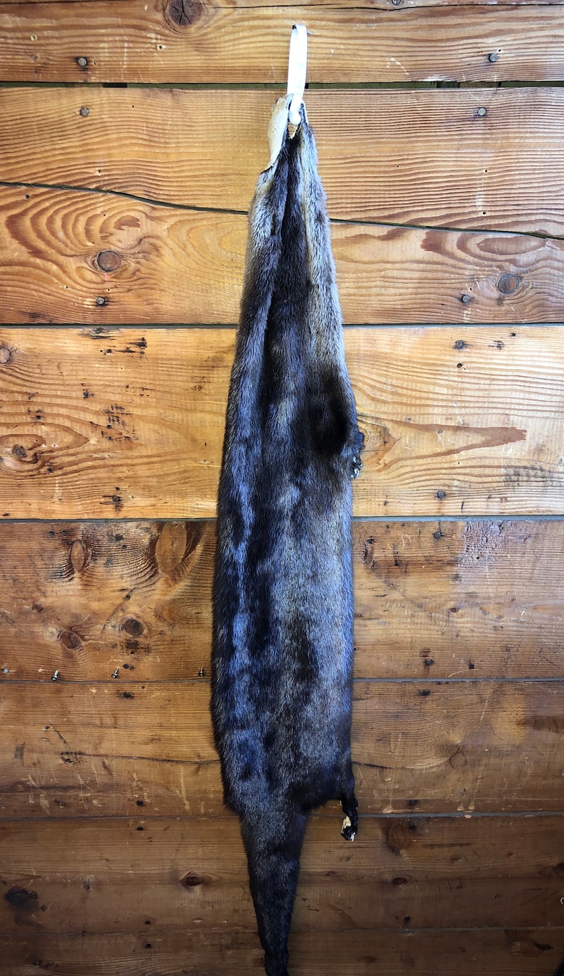 Tanned Fur - River Otter Hides - Etsy