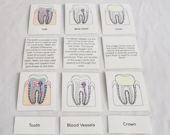 Parts of a Tooth • Nomenclature Cards • Montessori • Flash Cards ...