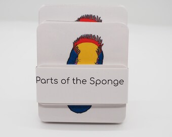 PORIFERANS Zoology Invertebrates Study Parts of Sponge Montessori ...