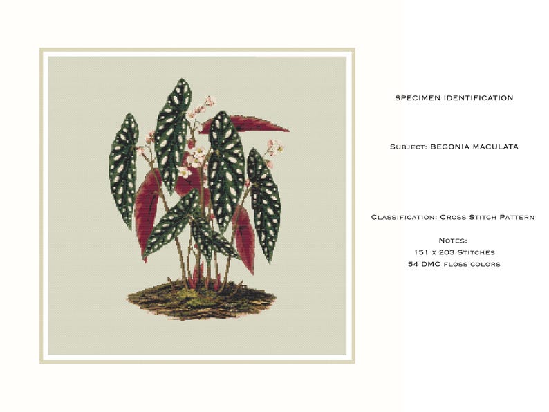 Begonia Maculata Cross Stitch Pattern • Vintage Botanical Illustration ...