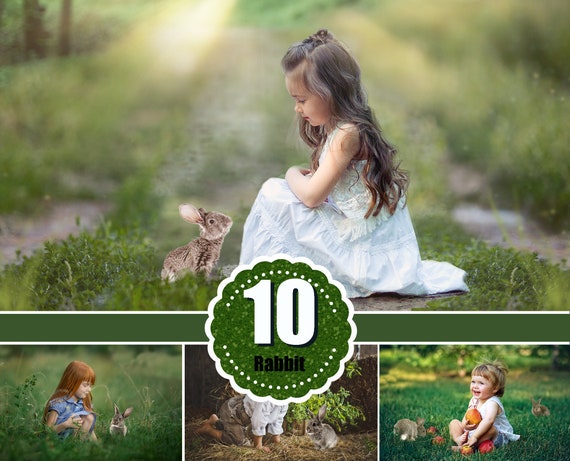 10 different grey rabbit bunny animals Photo Overlays | Etsy