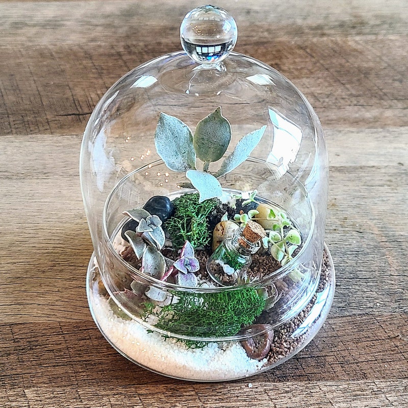Terrarium Kit - Etsy