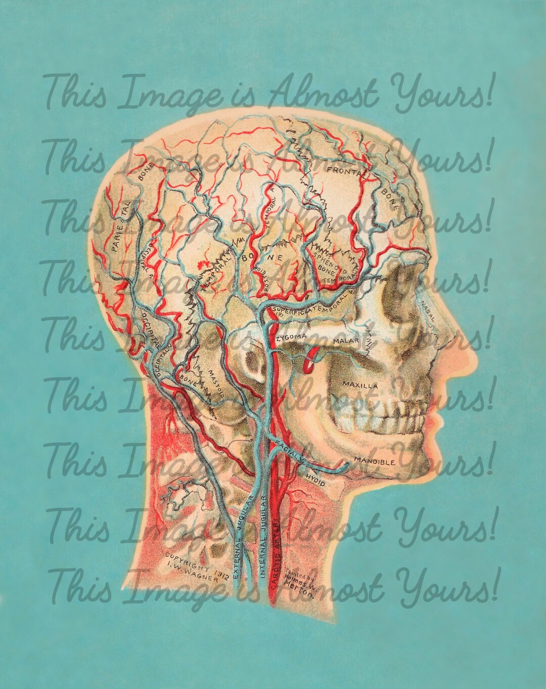 Anatomical Anatomy Map of a Veins of the Human Head Instant - Etsy