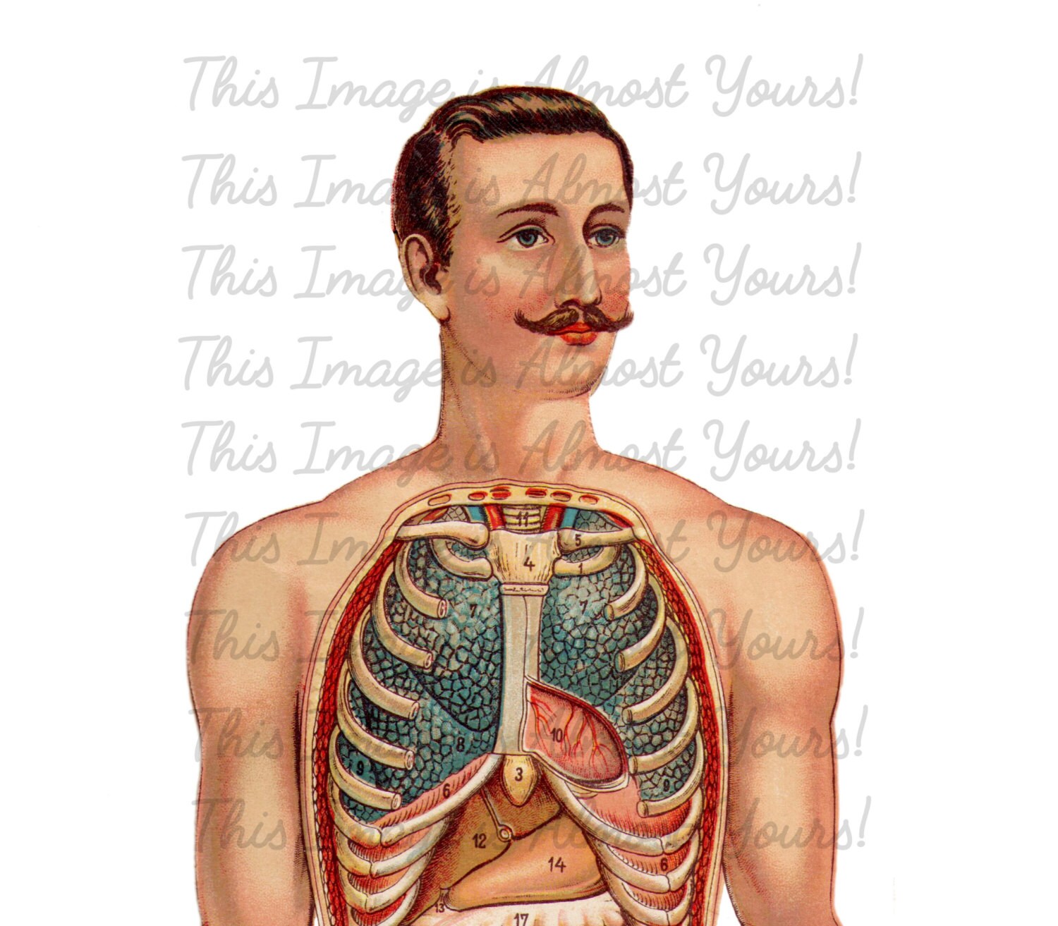 Anatomical Anatomy Map of a Male Medical Model Instant Digital Download ...