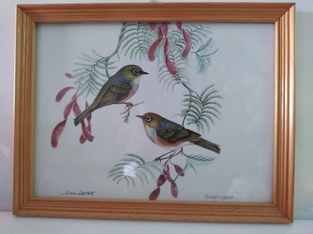 1990s Framed Tasmanian Silvereye Bird Print by Susan Lester (copy With ...