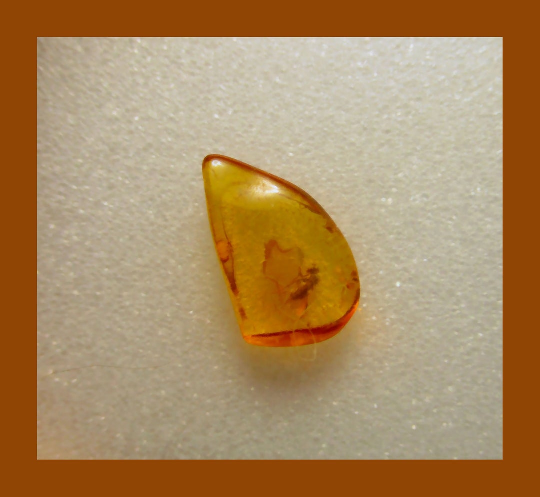 PREHISTORIC INSECT in AMBER – Genuine Baltic Amber – 9 X 6 Mm - Natural ...