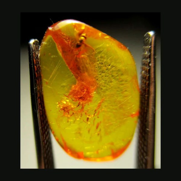 Amber With Insect - Etsy