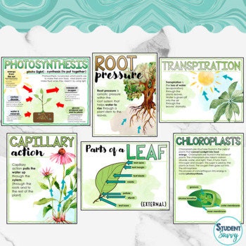 Photosynthesis Posters Earth Science Classroom Decor Parts of a Plant ...