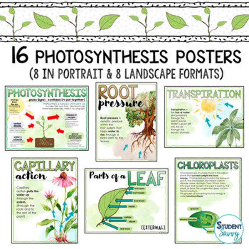 Photosynthesis Bulletin Board Kit | Plants Posters | Science Borders ...