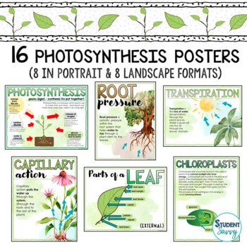 Photosynthesis Bulletin Board Kit | Plants Posters | Science Borders ...