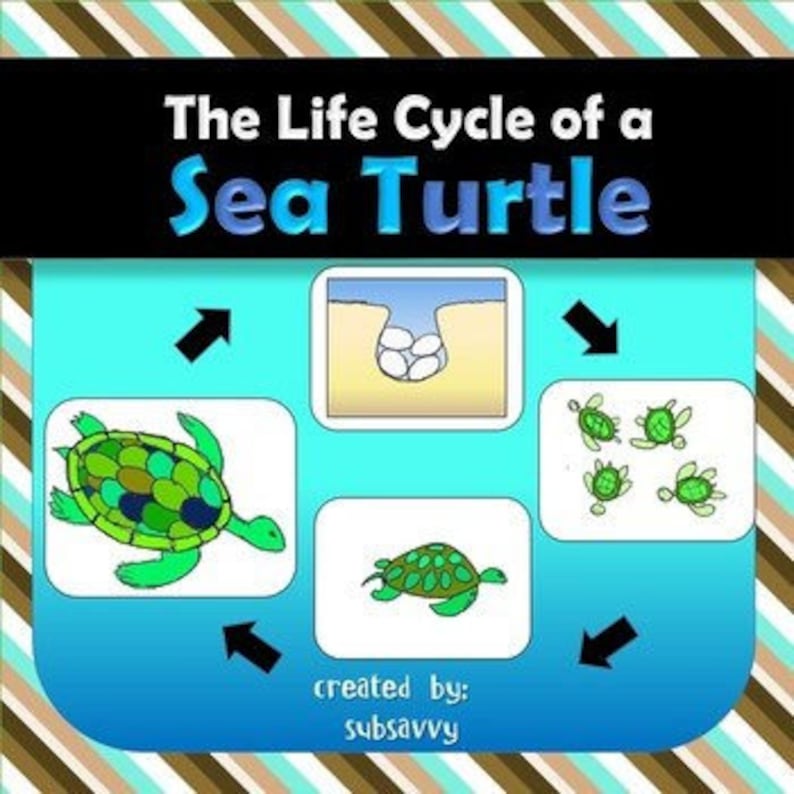 Sea Turtle Life Cycle - Etsy