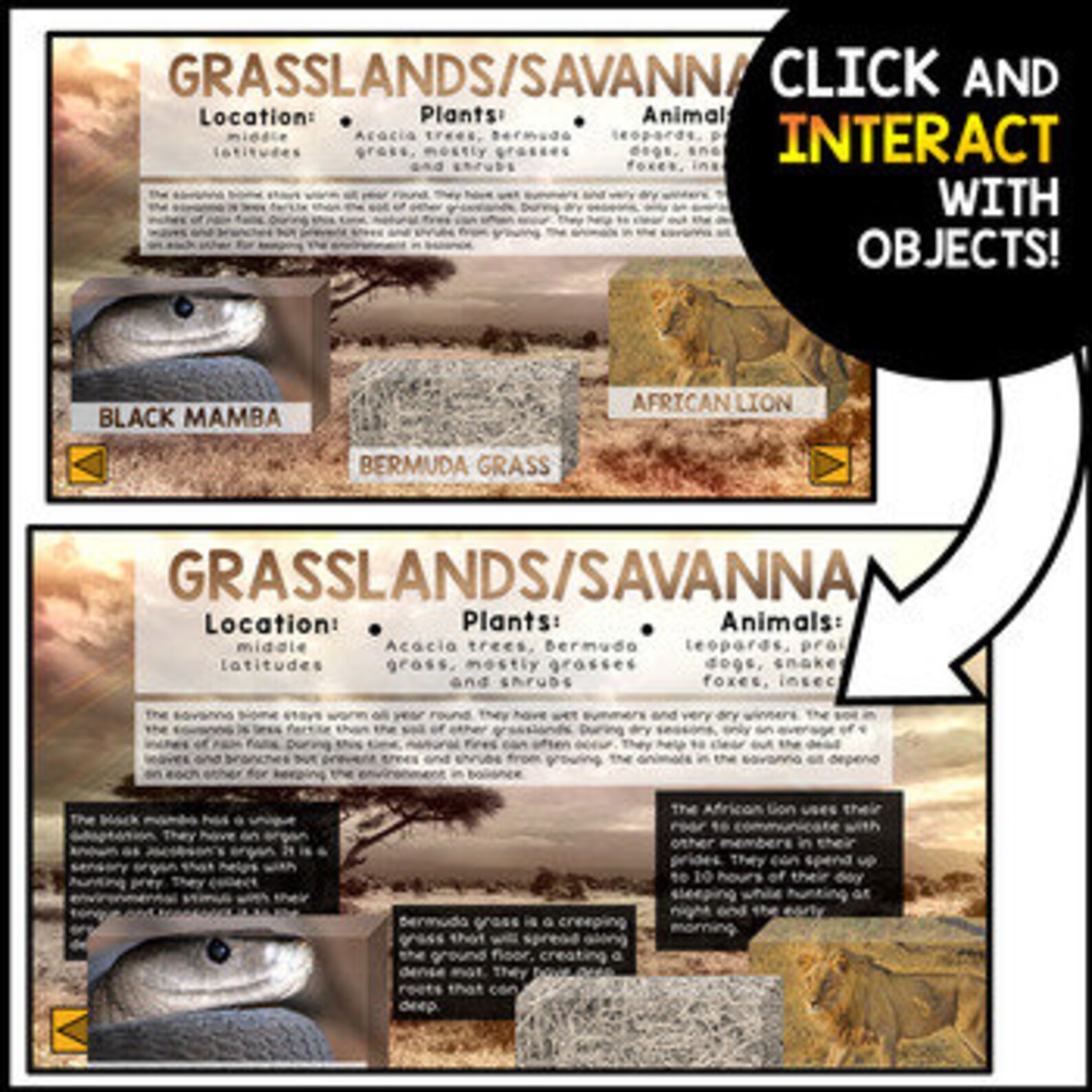 Biomes Powerpoint Google Slides Forest Tundra Rainforest Desert Animal ...