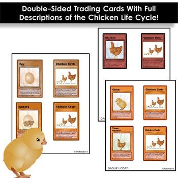 Chicken Life Cycle - Trading Cards - Etsy