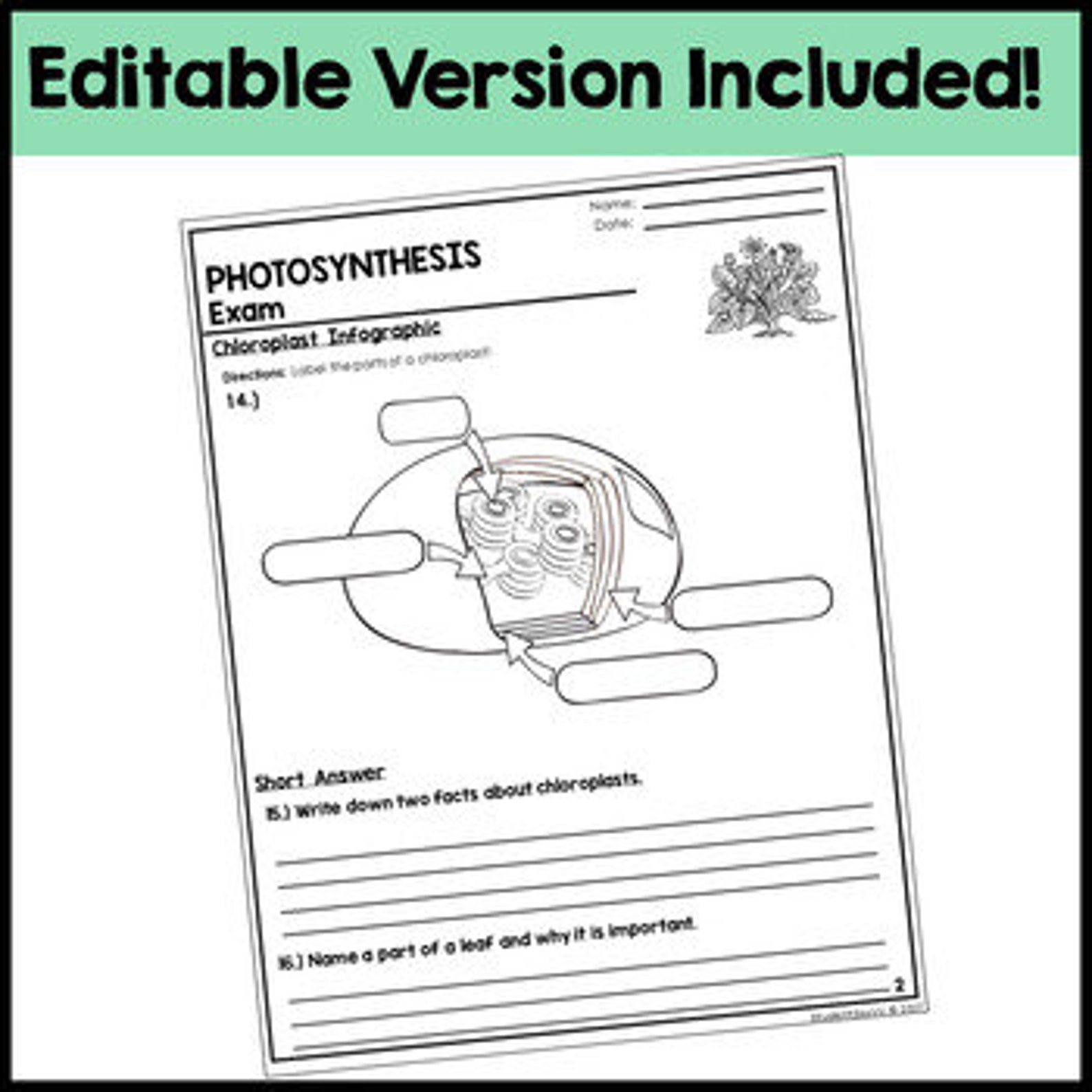 Photosynthesis Unit Exam - Assessment - Etsy