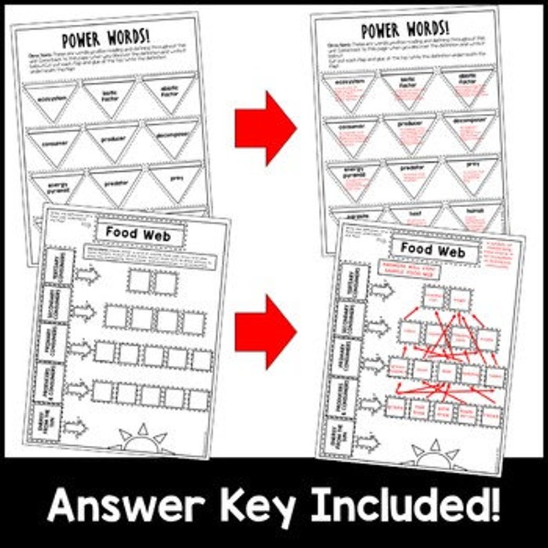 Ecosystems Interactive Notebook Worksheets Food Chain Producers and ...