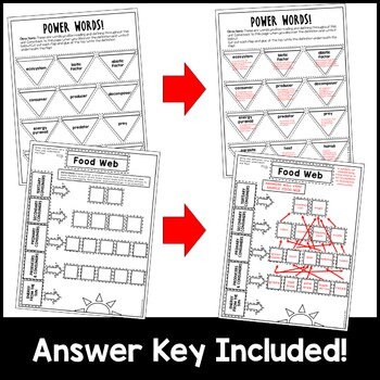Ecosystems Interactive Notebook Worksheets Food Chain Producers and ...