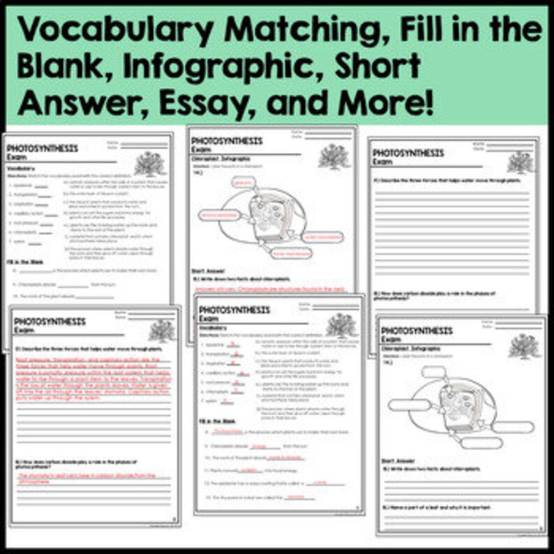 Photosynthesis Unit Exam - Assessment - Etsy