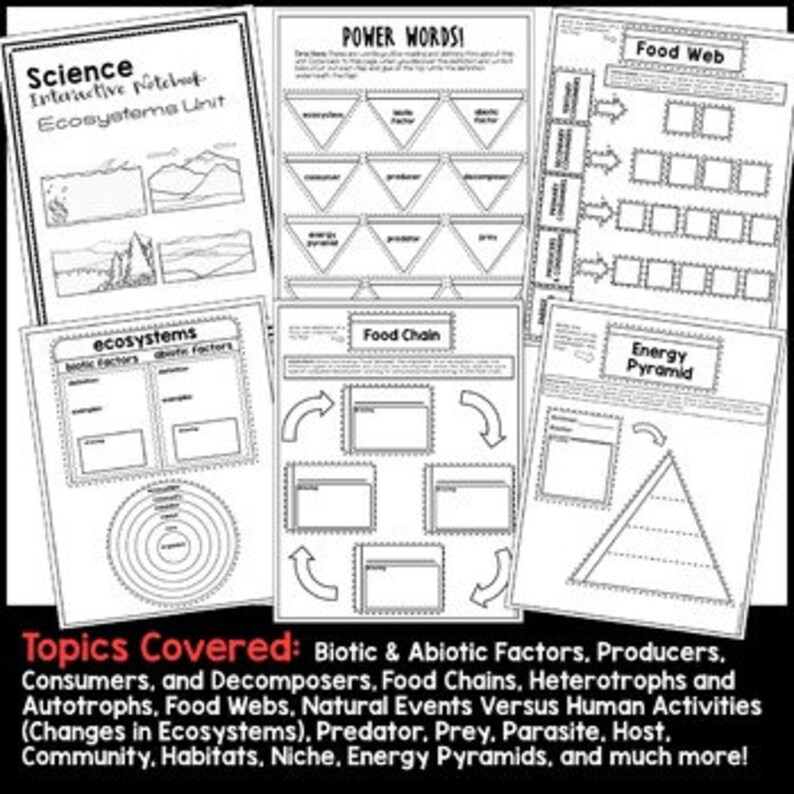 Ecosystems Interactive Notebook Worksheets Food Chain Producers and ...
