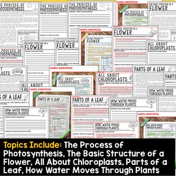 Photosynthesis Reading Passages Questions Annotations - Etsy