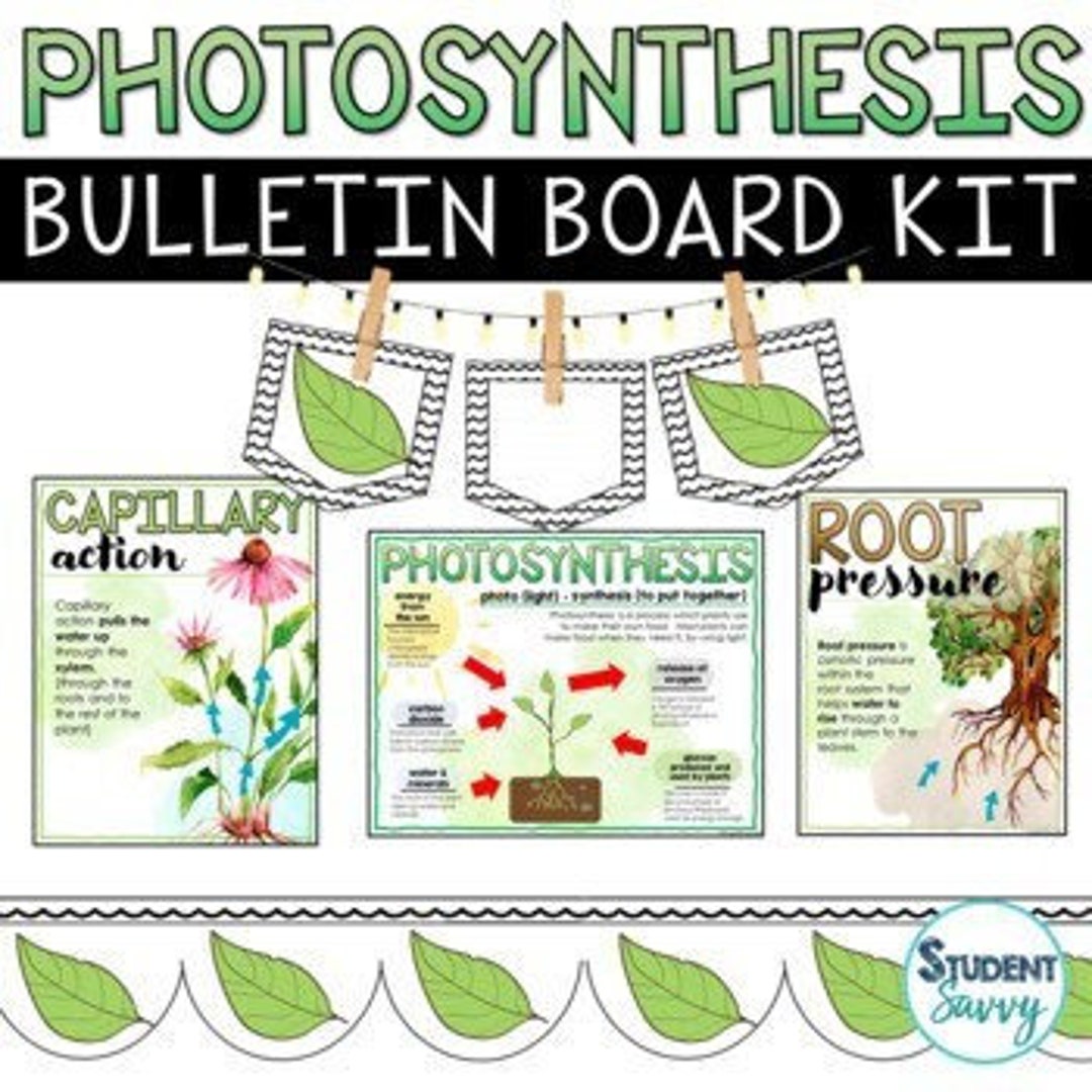 Photosynthesis Bulletin Board Kit | Plants Posters | Science Borders ...