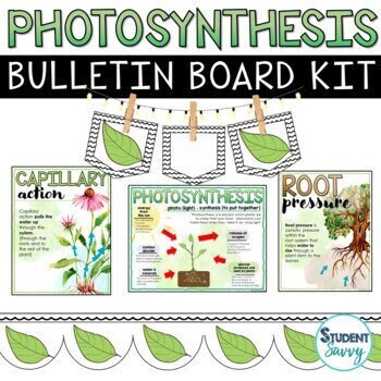 Photosynthesis Bulletin Board Kit | Plants Posters | Science Borders ...