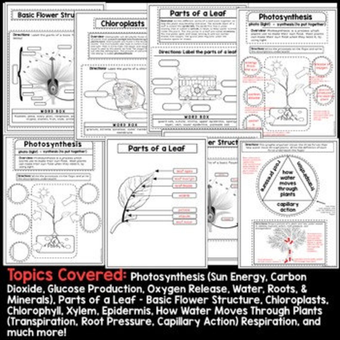 Photosynthesis Interactive Notebook Activities Google Classroom Parts of a Leaf - Etsy