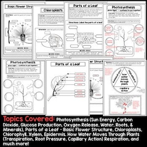 Photosynthesis Interactive Notebook Activities Google Classroom Parts ...