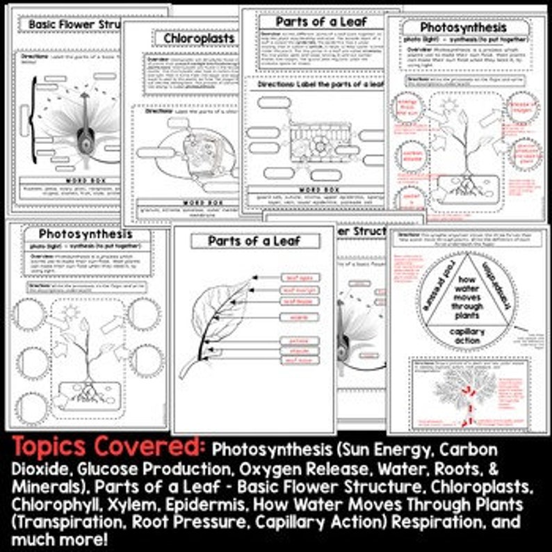 Photosynthesis Interactive Notebook Activities Google Classroom Parts ...