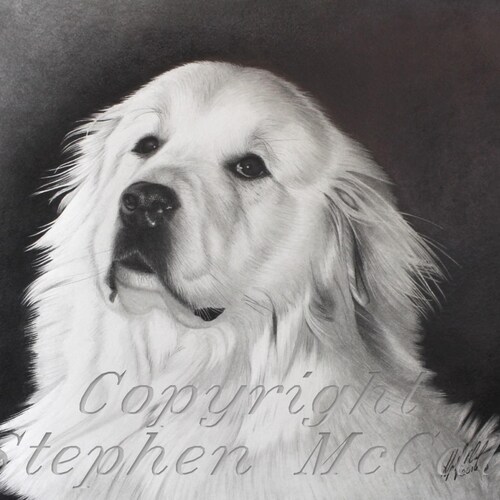 Great PYRENEES Dog Art Portrait Canvas PRINT of Lashepard - Etsy Canada