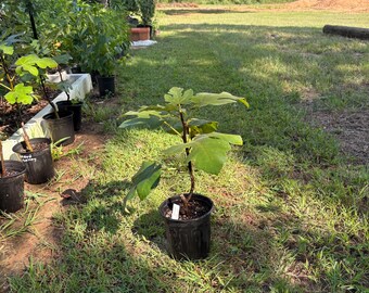 Fairchild Mango Trees - Etsy