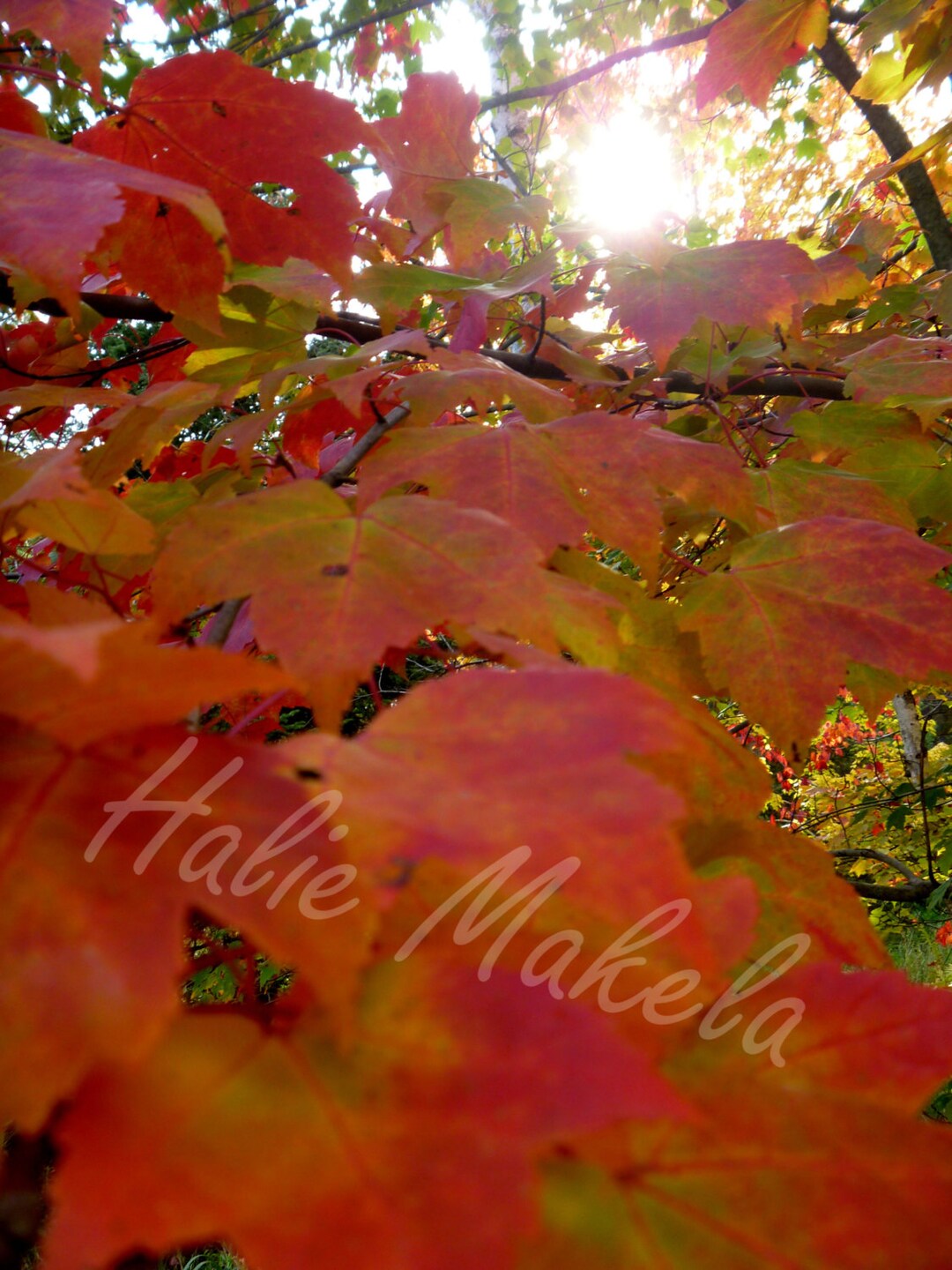 Sun Streaming Through Fall Leaves - Etsy Israel