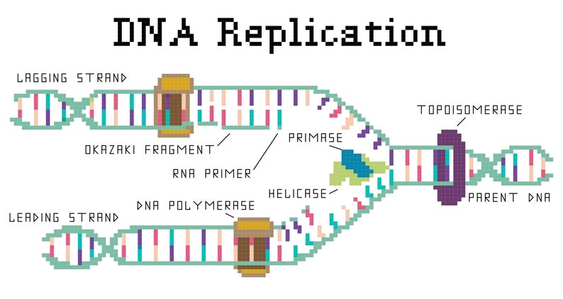 DNA Replication Cross Stitch Pattern - Etsy