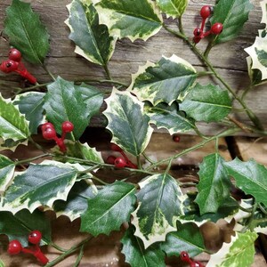 Mini Holly Stem 6 Pieces for 17.50 - Etsy