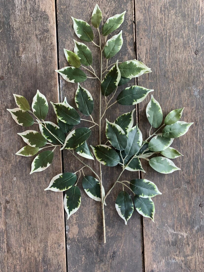 12 Ficus Stems With 42 Leaves - Etsy