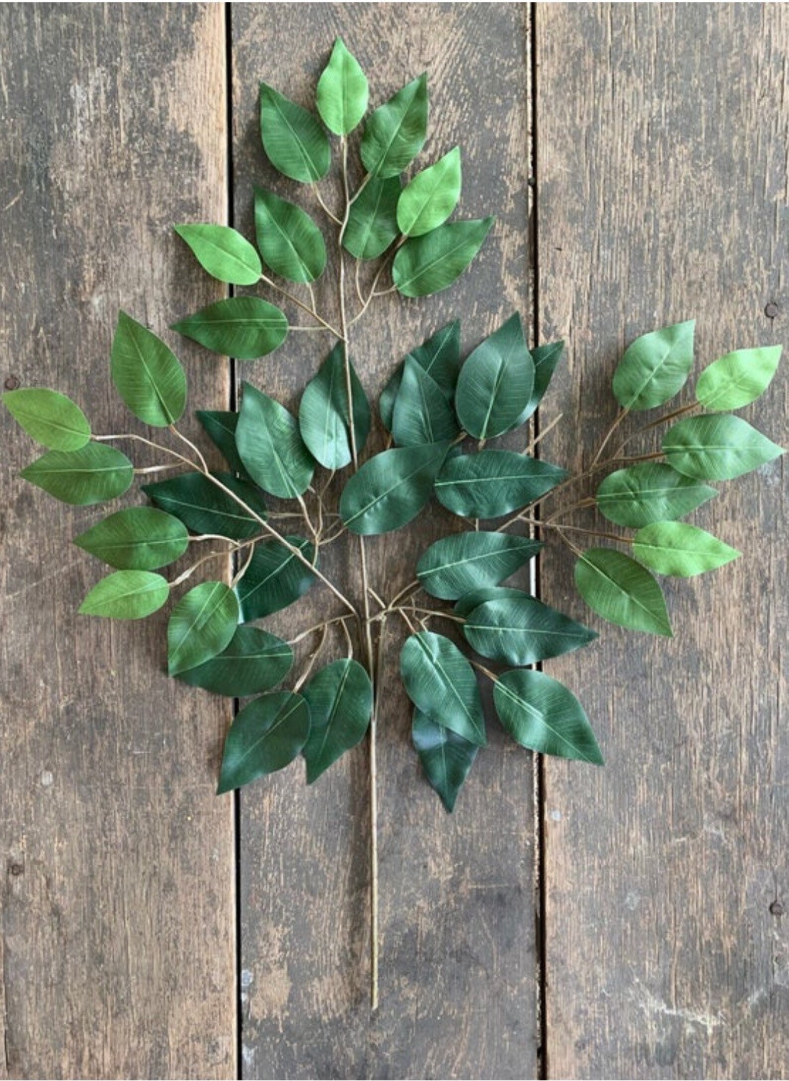 12 Ficus stems with 42 leaves | Etsy