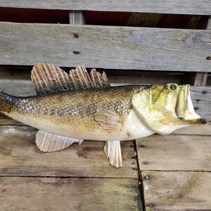 8 " or 14",or 18" Artificial Bass Fish Figure - Fisherman Lake House ...