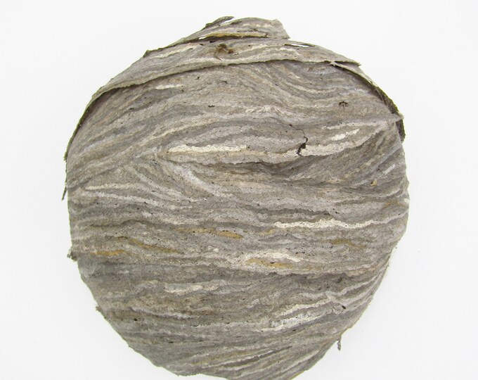 Wasp Nest Cross Section Honey Combs Paper Small 6" Real Yellow Jacket ...