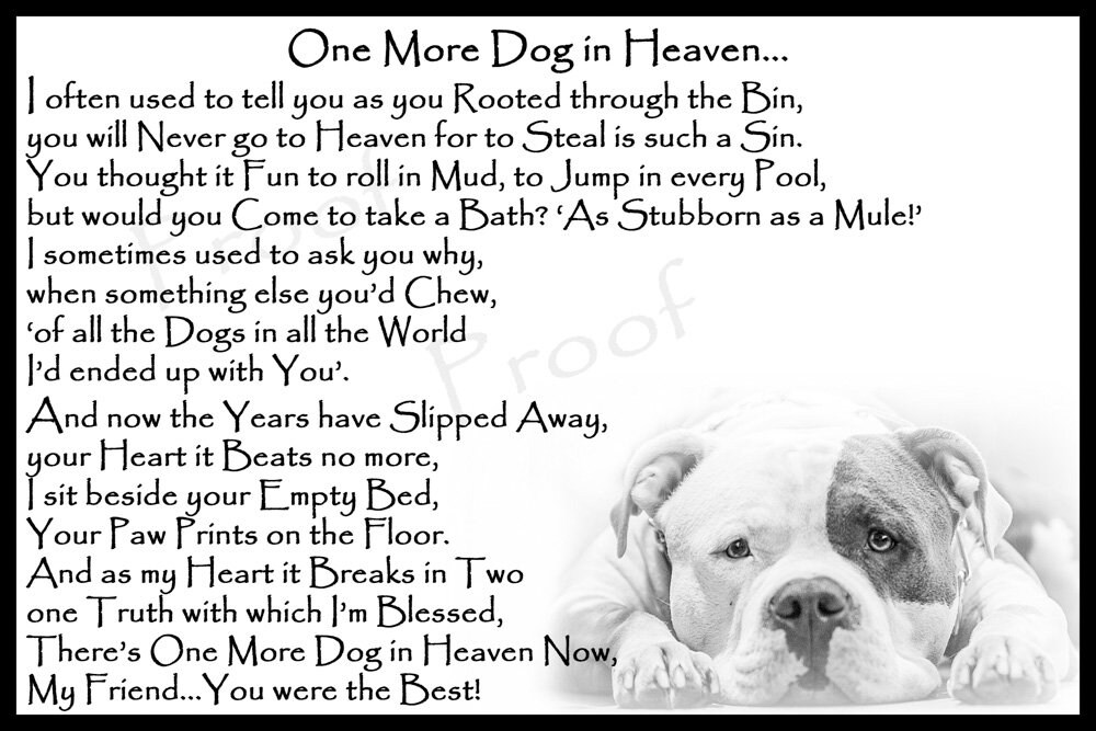 Pitbull Prayer Poem