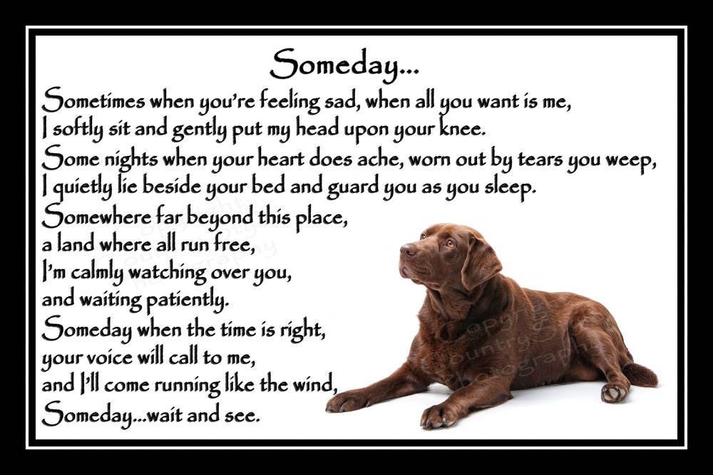 Chocolate Labrador Pet Dog Photo Memorial Gift Mounted Poem - Etsy