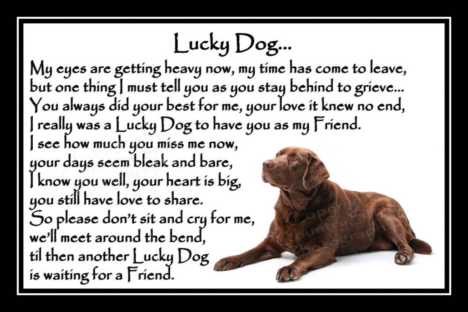 Chocolate Labrador Pet Dog Photo Memorial Gift Mounted Poem - Etsy UK