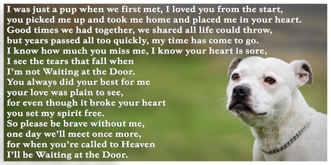 Staffy Staffordshire Bull Terrier Pet Dog Memorial Fridge Magnet Plaque ...