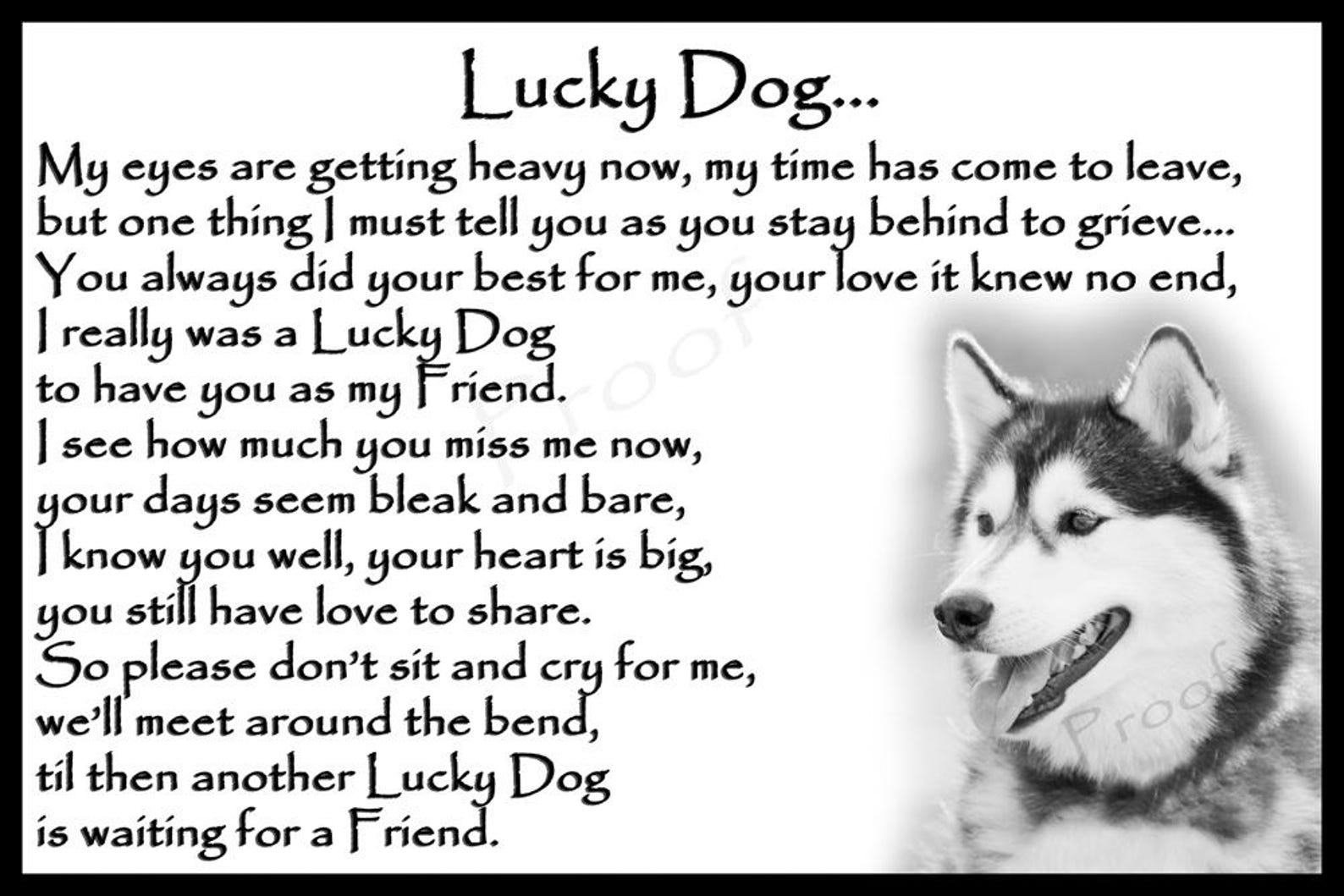 Siberian Husky Dog Pet Loss Memorial Bereavement Fridge Magnet Gift ...