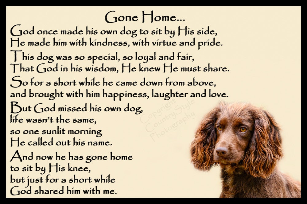 Brown Cocker Sprocker Spaniel Pet Dog Memorial Rainbow Bridge - Etsy UK